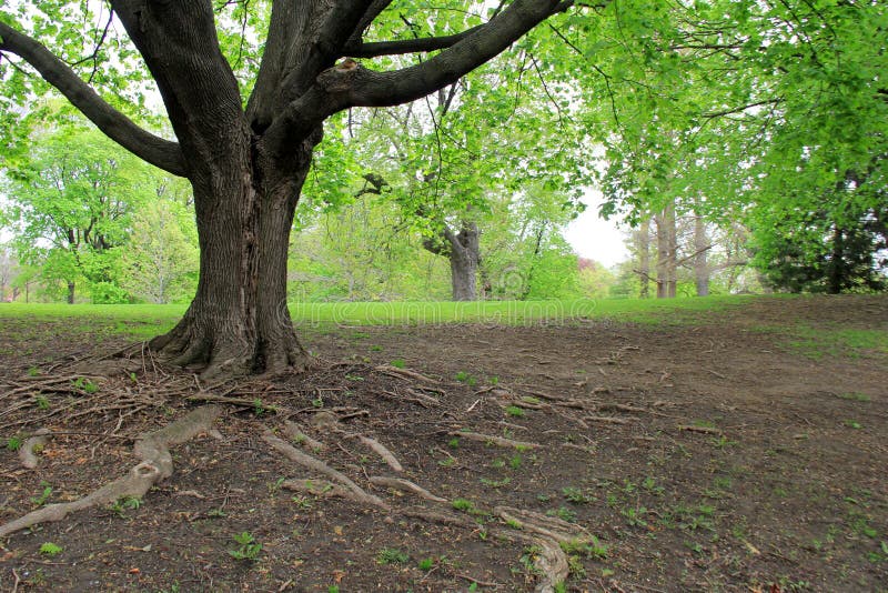 Large Tree with Roots Reaching Out Over Bare Ground. Stock Photo ...