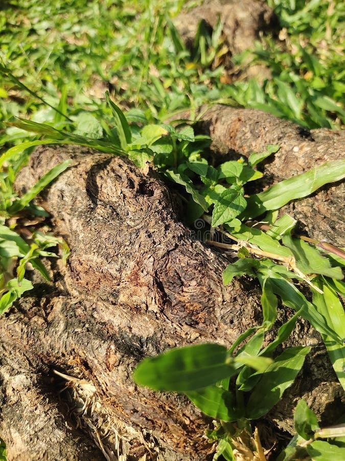 Large Tree Roots that Rise Above the Ground Stock Image - Image of ...