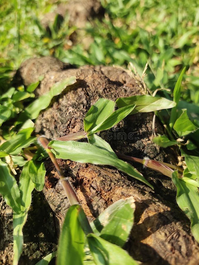 Large Tree Roots that Rise Above the Ground Stock Image - Image of ...