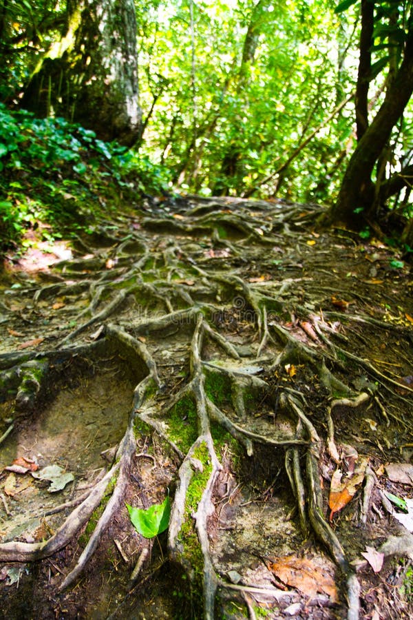 Large Tree Roots Run Over a Sheer Cliff Face Stock Image - Image of ...