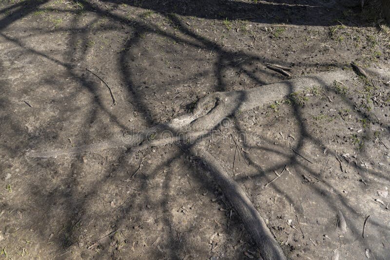 Large Tree Roots in a Sandy Area, Large Roots Stock Image - Image of ...