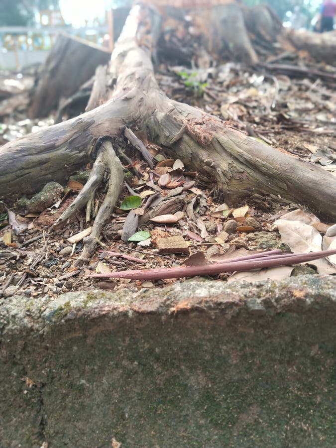 Large Tree Roots on the Side of the Road Stock Image - Image of nest ...