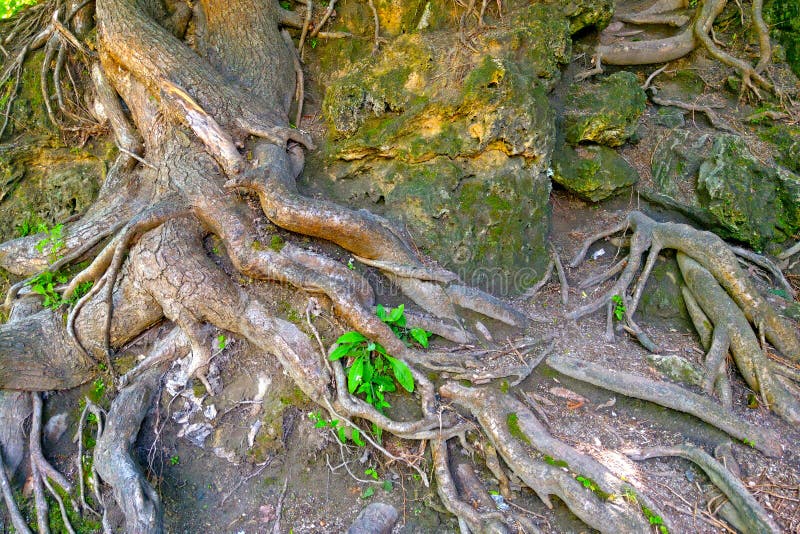 Large Large Tree Roots Stick Out of the Ground. Stock Photo - Image of ...