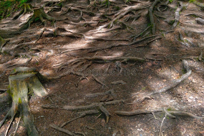 Tree Roots Stick Out of the Ground in the Forest Stock Photo - Image of ...