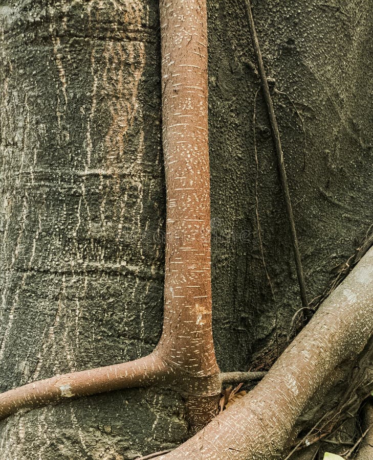 Large Tree Roots Sticking Out Stock Photo - Image of trunk, leaf: 306694818