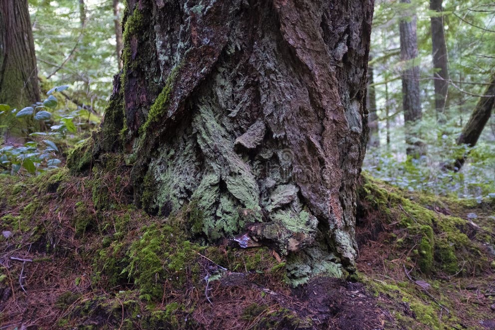 Buddha tree editorial stock photo. Image of trees, curious - 236462773