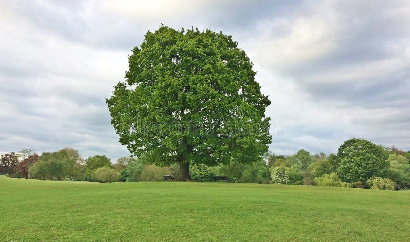 Large Tree in Rural Setting Stock Photo - Image of forest, tree: 92227748