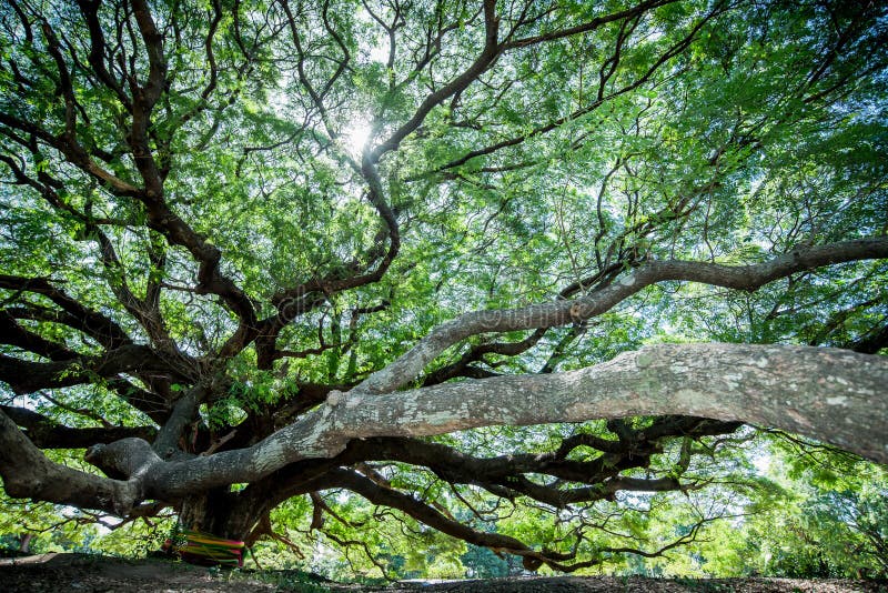 Large tree stock image. Image of wood, large, branch - 95649671