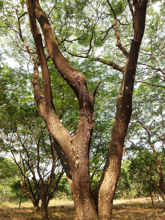 A Large Tree Sapling that is Exposed To Sunlight in a Forest Stock ...