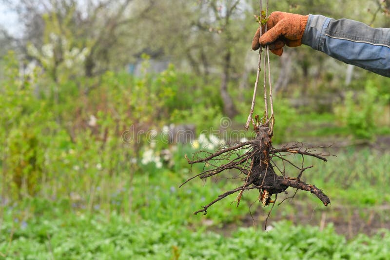 A Large Tree Root in Your Hand. Stock Photo - Image of agriculture ...