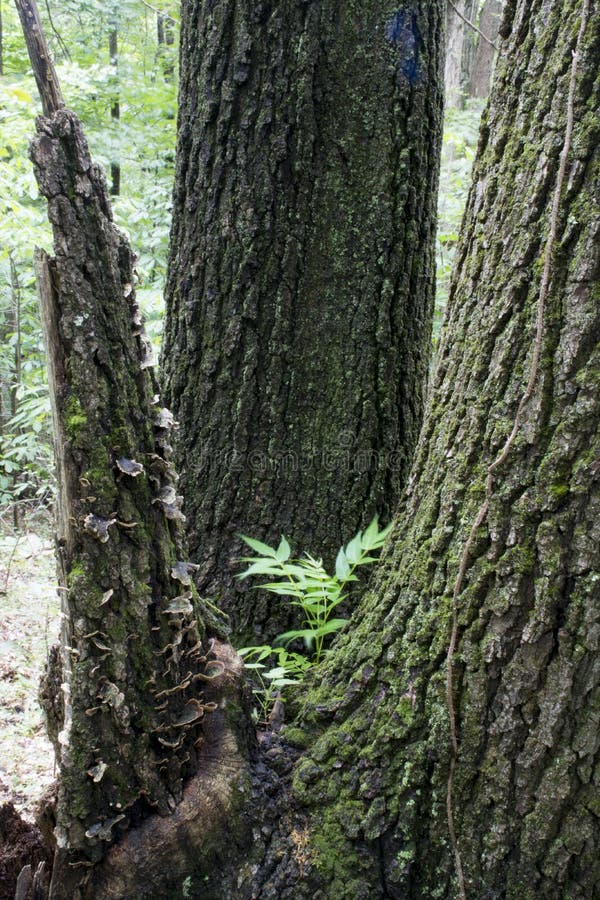 Splintered Tree Stump, Conkles Hollow Nature Preserve Stock Image ...