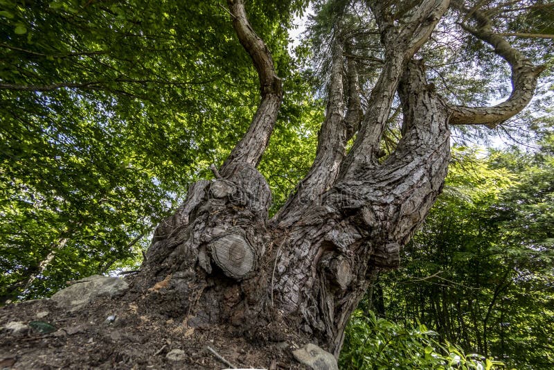 Large Tree Seen from Below during the Spring Season Stock Photo - Image ...