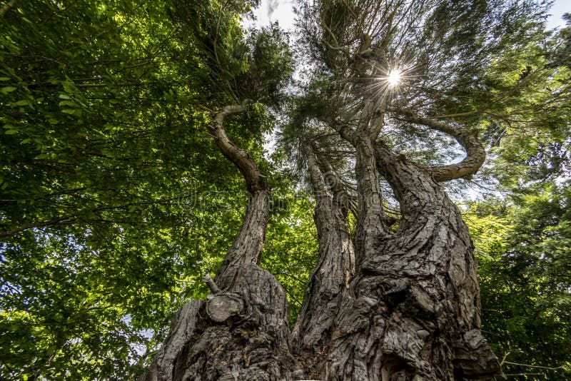 Large Tree Seen from Below during the Spring Season Stock Photo - Image ...