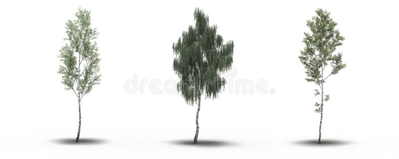 Large Tree with a Shadow Under it, Isolated on White Background Stock ...