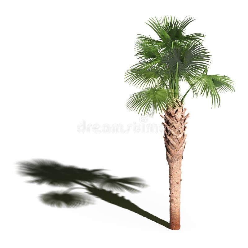 Large Tree with a Shadow Under it Stock Illustration - Illustration of ...