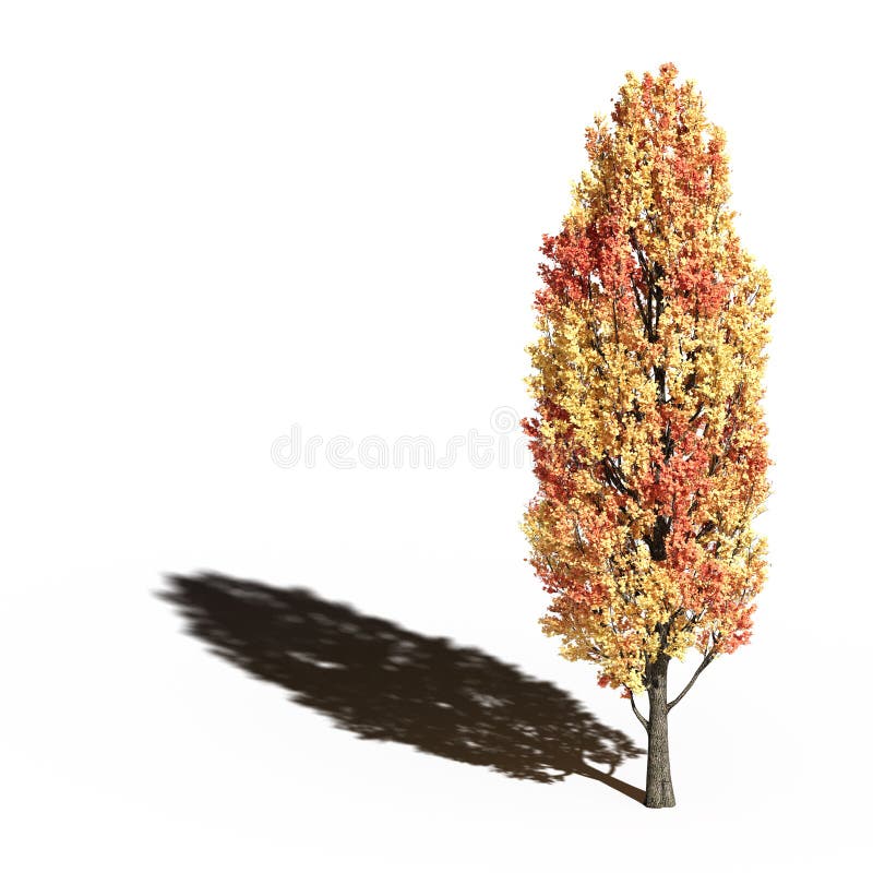 Large Tree with a Shadow Under it Stock Illustration - Illustration of ...