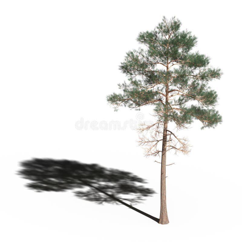 Large Tree with a Shadow Under it Stock Illustration - Illustration of ...