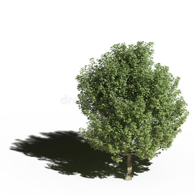 Large Tree with a Shadow Under it Stock Illustration - Illustration of ...