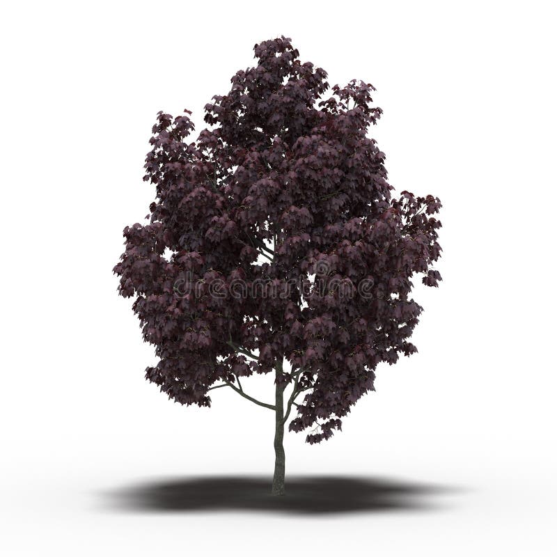 Large Tree with a Shadow Under it Stock Illustration - Illustration of ...