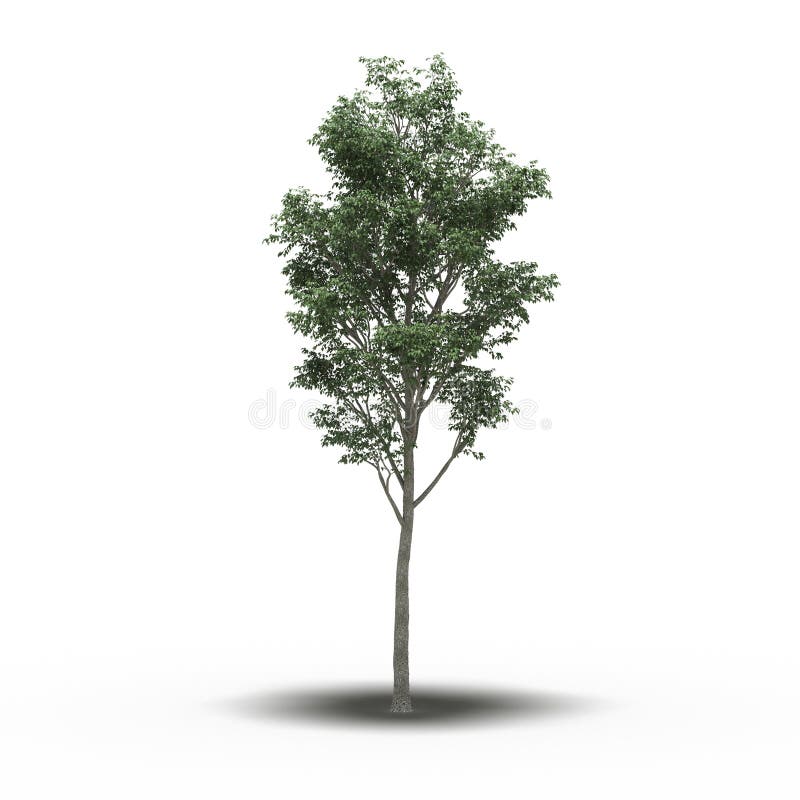 Large Tree with a Shadow Under it Stock Illustration - Illustration of ...