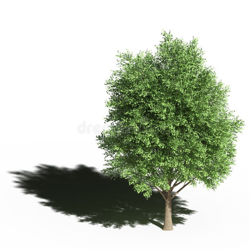 Large Tree with a Shadow Under it Stock Illustration - Illustration of ...