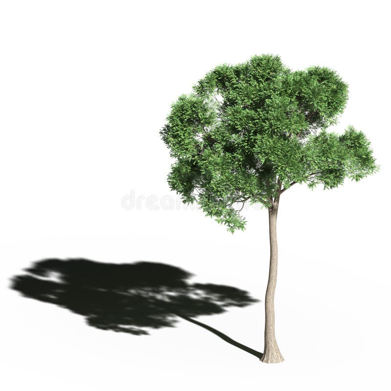 Large Tree with a Shadow Under it Stock Illustration - Illustration of ...