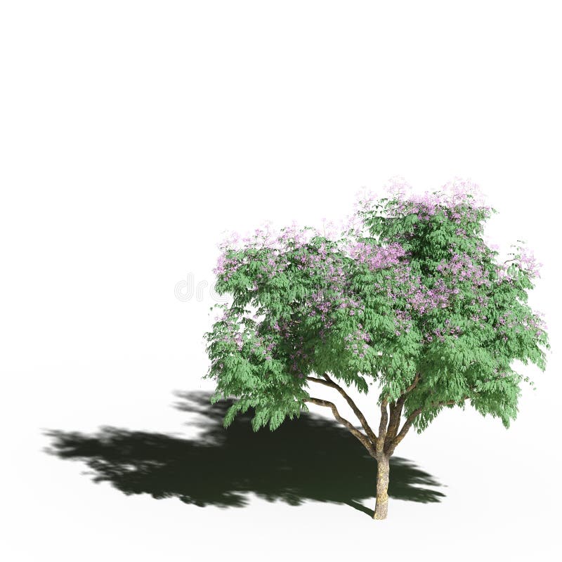 Large Tree with a Shadow Under it Stock Illustration - Illustration of ...