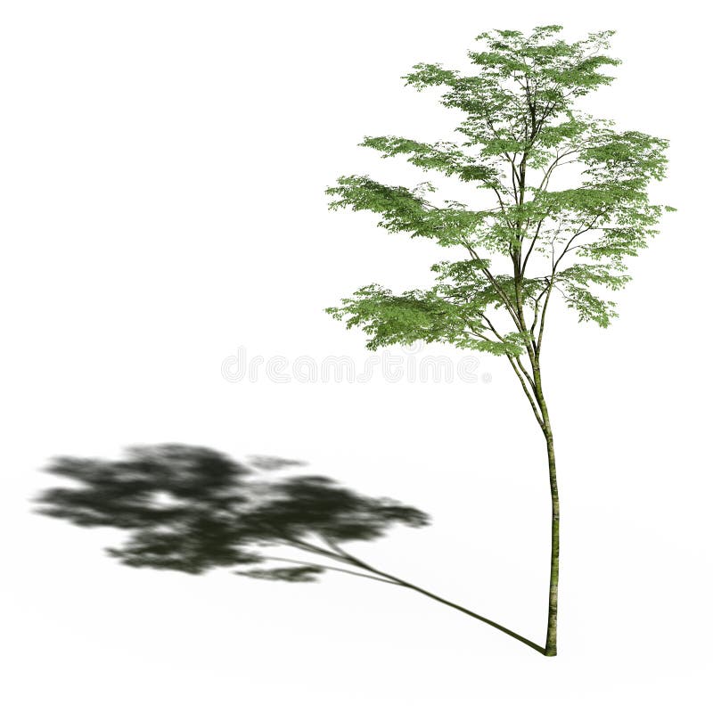 Large Tree with a Shadow Under it Stock Illustration - Illustration of ...