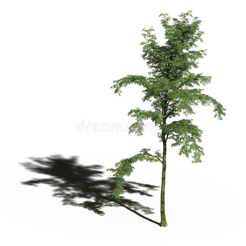 Large Tree with a Shadow Under it Stock Illustration - Illustration of ...