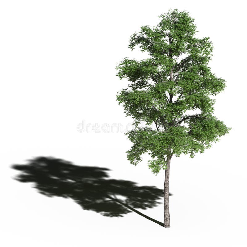 Large Tree with a Shadow Under it Stock Illustration - Illustration of ...