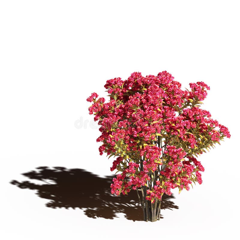 Large Tree with a Shadow Under it Stock Illustration - Illustration of ...