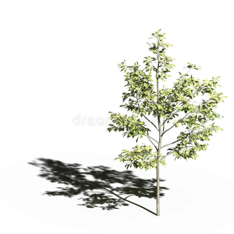 Large Tree with a Shadow Under it Stock Illustration - Illustration of ...