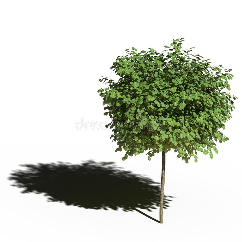 Large Tree with a Shadow Under it Stock Illustration - Illustration of ...