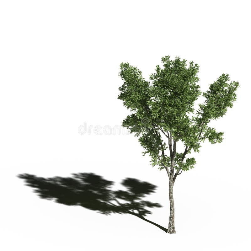 Large Tree with a Shadow Under it Stock Illustration - Illustration of ...
