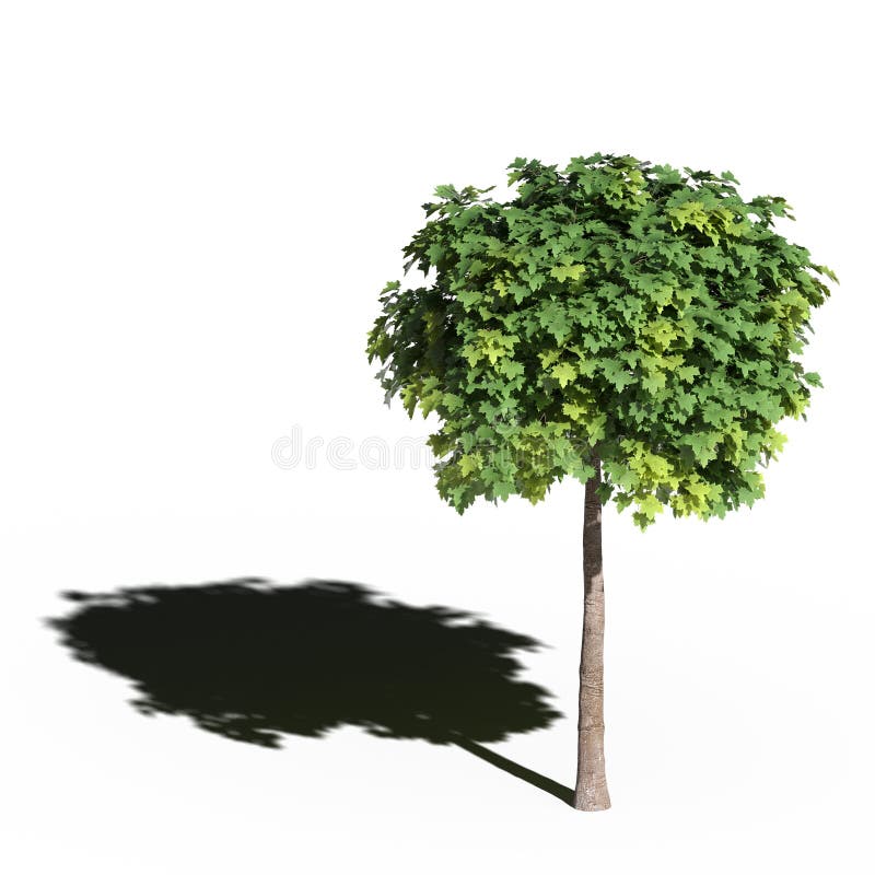 Large Tree with a Shadow Under it Stock Illustration - Illustration of ...
