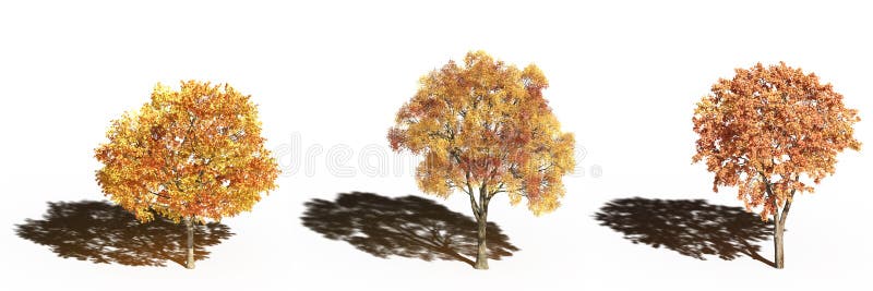 Large Tree with a Shadow Under it Stock Illustration - Illustration of ...