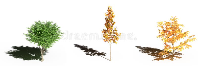 Large Tree with a Shadow Under it Stock Illustration - Illustration of ...