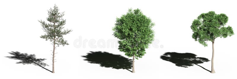 Large Tree with a Shadow Under it Stock Illustration - Illustration of ...