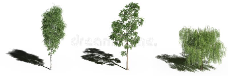 Large Tree with a Shadow Under it Stock Illustration - Illustration of ...