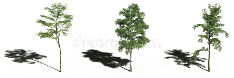 Large Tree with a Shadow Under it Stock Illustration - Illustration of ...