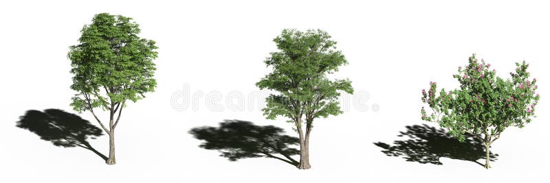 Large Tree with a Shadow Under it Stock Illustration - Illustration of ...