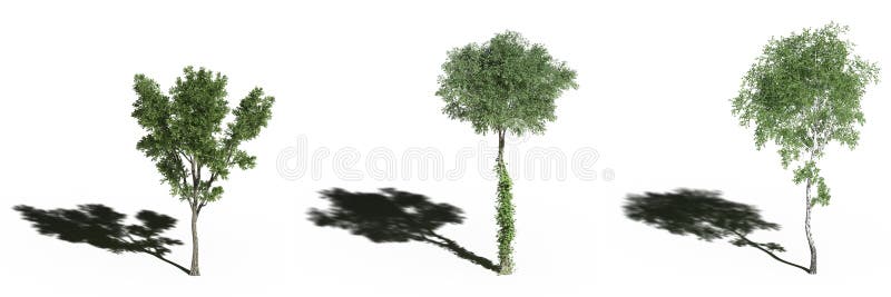 Large Tree with a Shadow Under it Stock Illustration - Illustration of ...