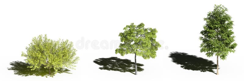 Large Tree with a Shadow Under it Stock Illustration - Illustration of ...