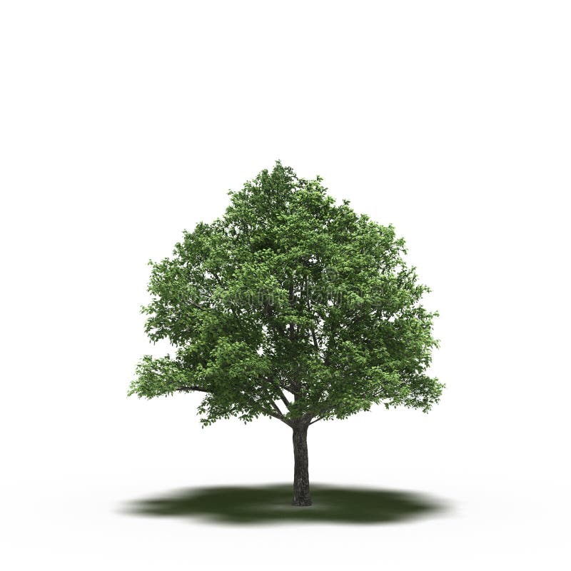 Large Tree with a Shadow Under it, Isolated on White Background Stock ...
