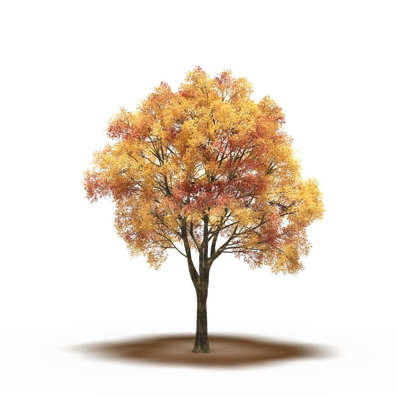Large Tree with a Shadow Under it, Isolated on White Background Stock ...