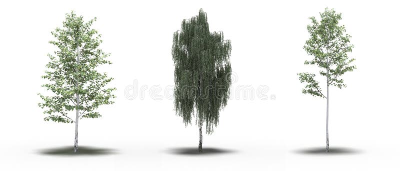 Large Tree with a Shadow Under it, Isolated on White Background Stock ...