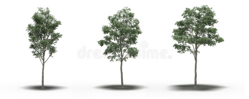 Large Tree with a Shadow Under it, Isolated on White Background Stock ...