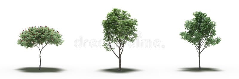 Large Tree with a Shadow Under it, Isolated on White Background Stock ...