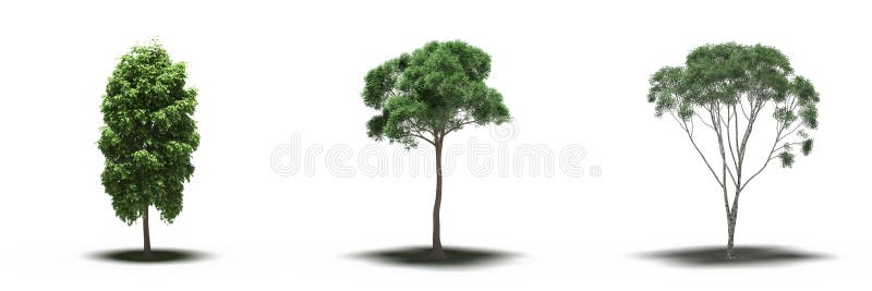 Large Tree with a Shadow Under it, Isolated on White Background Stock ...