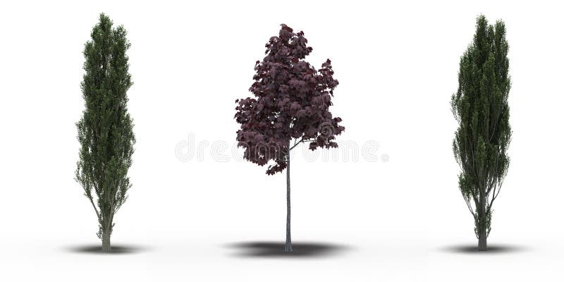 Large Tree with a Shadow Under it, Isolated on White Background Stock ...